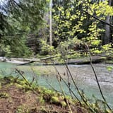 Rockefeller Loop Trail, California - 683 Reviews, Map | AllTrails