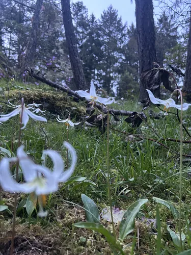 Best Beach Trails in Thetis Lake Regional Park | AllTrails