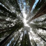 Rockefeller Loop Trail, California - 683 Reviews, Map | AllTrails