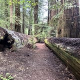 Rockefeller Loop Trail, California - 683 Reviews, Map | AllTrails