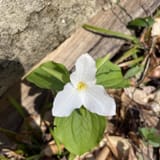 Peg Leg Mine Trail, Tennessee - 165 Reviews, Map | AllTrails