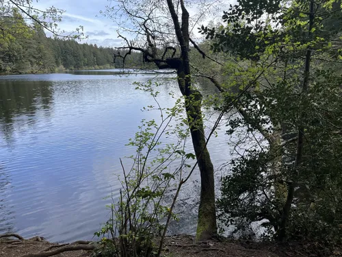 Best Beach Trails in Thetis Lake Regional Park | AllTrails