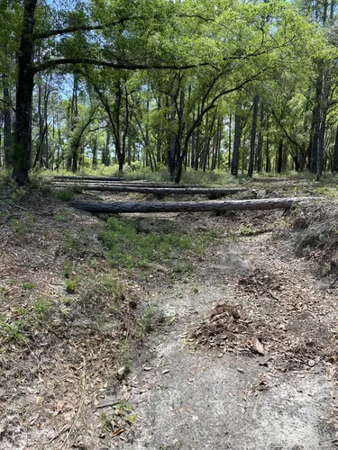 Best Views Trails in Foley | AllTrails