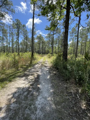 Best Views Trails in Foley | AllTrails