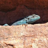 Wolfberg Arch, Western Cape, South Africa - 148 Reviews, Map | AllTrails