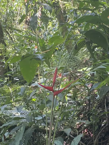 Best Camping Trails in Chirripo National Park | AllTrails