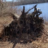 Farmsite Simmons Pond Loop, Rhode Island - 691 Reviews, Map | AllTrails