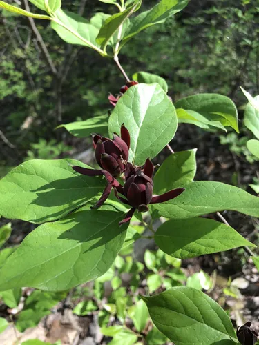 Best Walking Trails in Rocky Face | AllTrails