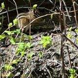 Idler's Rest Nature Preserve, Idaho - 262 Reviews, Map | AllTrails