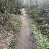 Rock Bridge Trail, Kentucky - 3,362 Reviews, Map | AllTrails