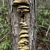 Whitestone Cliffs Trail, Connecticut - 609 Reviews, Map | AllTrails