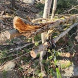 Little Monadnock Mountain Trail, New Hampshire - 372 Reviews, Map ...