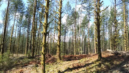 Best Lake Trails in UBC Malcolm Knapp Research Forest | AllTrails