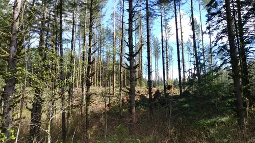Best Lake Trails in UBC Malcolm Knapp Research Forest | AllTrails