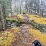 Black Forest North Loop Trail, Pennsylvania - 300 Reviews, Map | AllTrails