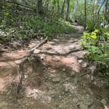 George W. Disney Trail, Georgia - 587 Reviews, Map | AllTrails