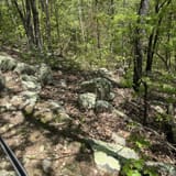 George W. Disney Trail, Georgia - 587 Reviews, Map | AllTrails