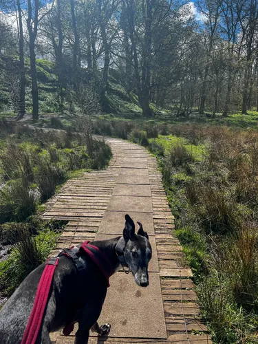 Best Forest Trails in Mugdock Country Park | AllTrails