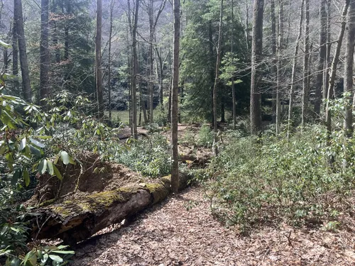 Best Camping Trails in Cook Forest State Park | AllTrails