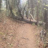 Chestnut Top Trail, Tennessee - 621 Reviews, Map | AllTrails