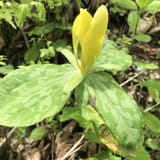 Chestnut Top Trail, Tennessee - 515 Reviews, Map | AllTrails