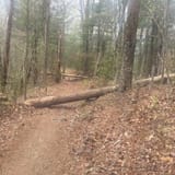 Chestnut Top Trail, Tennessee - 621 Reviews, Map | AllTrails