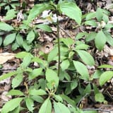 Chestnut Top Trail, Tennessee - 621 Reviews, Map | AllTrails