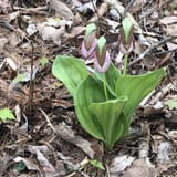 Chestnut Top Trail, Tennessee - 621 Reviews, Map | AllTrails