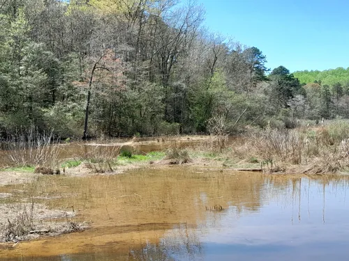 Best Hikes and Trails in Severn Run Natural Environment Area | AllTrails