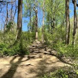 Cascade Falls Loop Trail, Maryland - 2,765 Reviews, Map | AllTrails