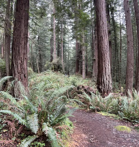 10 Best Hikes and Trails in Arcata Community Forest | AllTrails