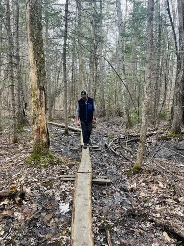 Best Forest Trails in Manchester | AllTrails