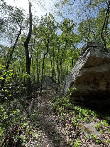 Best Camping Trails in Prentice Cooper State Forest | AllTrails