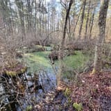 Freetown Fall River State Forest Loop, Massachusetts - 347 Reviews, Map ...