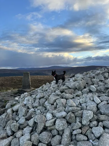 Best Forest Trails in Glencullen Adventure Park | AllTrails