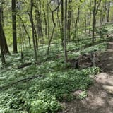 Trolley Trail, Pennsylvania - 1,234 Reviews, Map | AllTrails