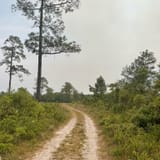 Econlockhatchee River Trail, Florida - 449 Reviews, Map | AllTrails