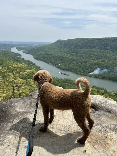 Best Hard Trails in Prentice Cooper State Forest | AllTrails