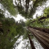 Tall Trees Grove Loop Trail, California - 2,219 Reviews, Map | AllTrails