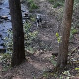 Long Branch Loop Trail, Georgia - 2,269 Reviews, Map | AllTrails