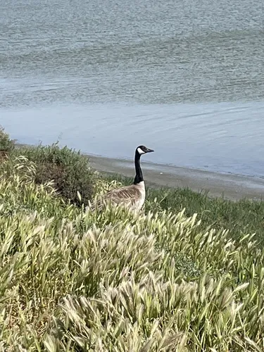 Best Hikes and Trails in Alviso Marina County Park | AllTrails