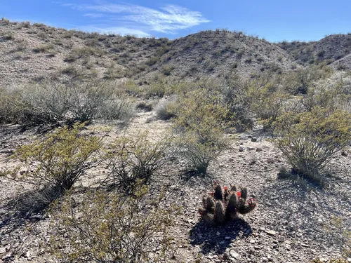 Best Bird Watching Trails in Dona Ana | AllTrails