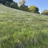 Turtleback Point Loop, California - 155 Reviews, Map | AllTrails