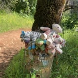 Foresthill Divide Loop, California - 1,142 Reviews, Map | AllTrails