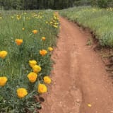 Foresthill Divide Loop, California - 1,142 Reviews, Map | AllTrails