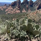 Wilson Mountain Trail, Arizona - 1,152 Reviews, Map | AllTrails