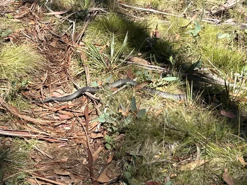 Best Hikes and Trails in Bago State Forest | AllTrails