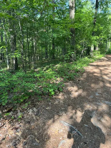 Best Kid Friendly Trails in Aiken | AllTrails