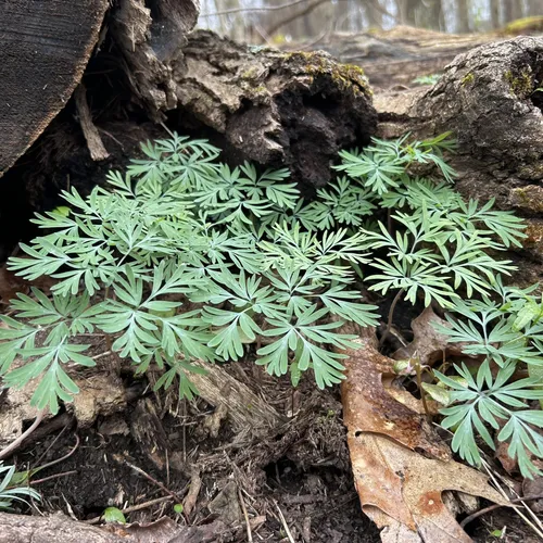 Best Forest Trails in White Oak Regional Park | AllTrails
