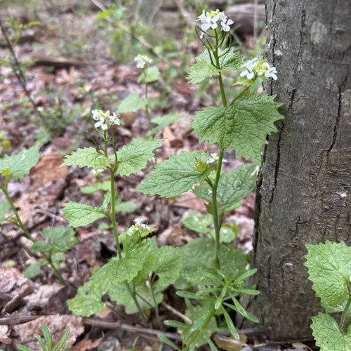 Best Forest Trails in White Oak Regional Park | AllTrails